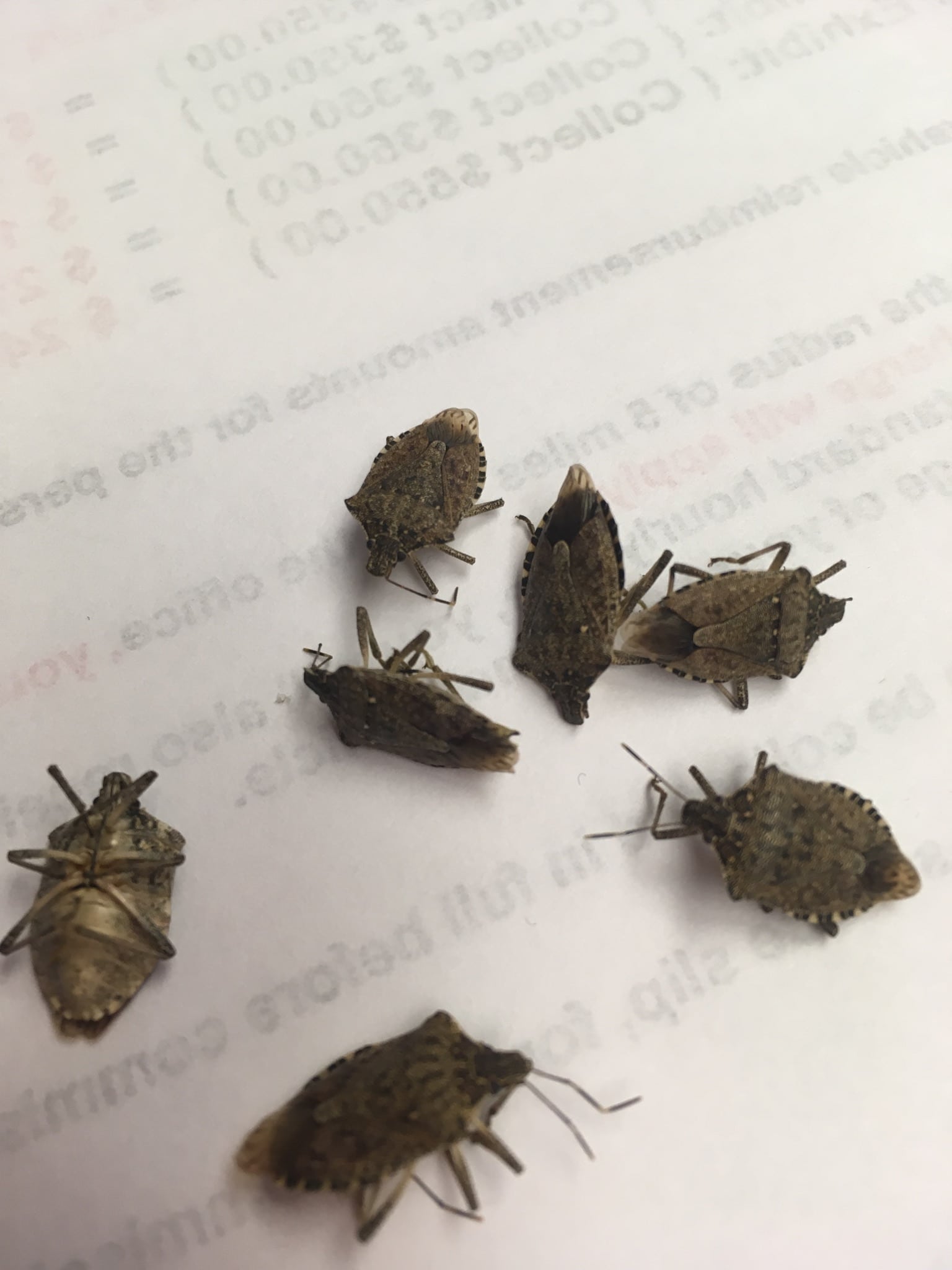 You Stink- Stink Bugs! - Ford's Hometown Services