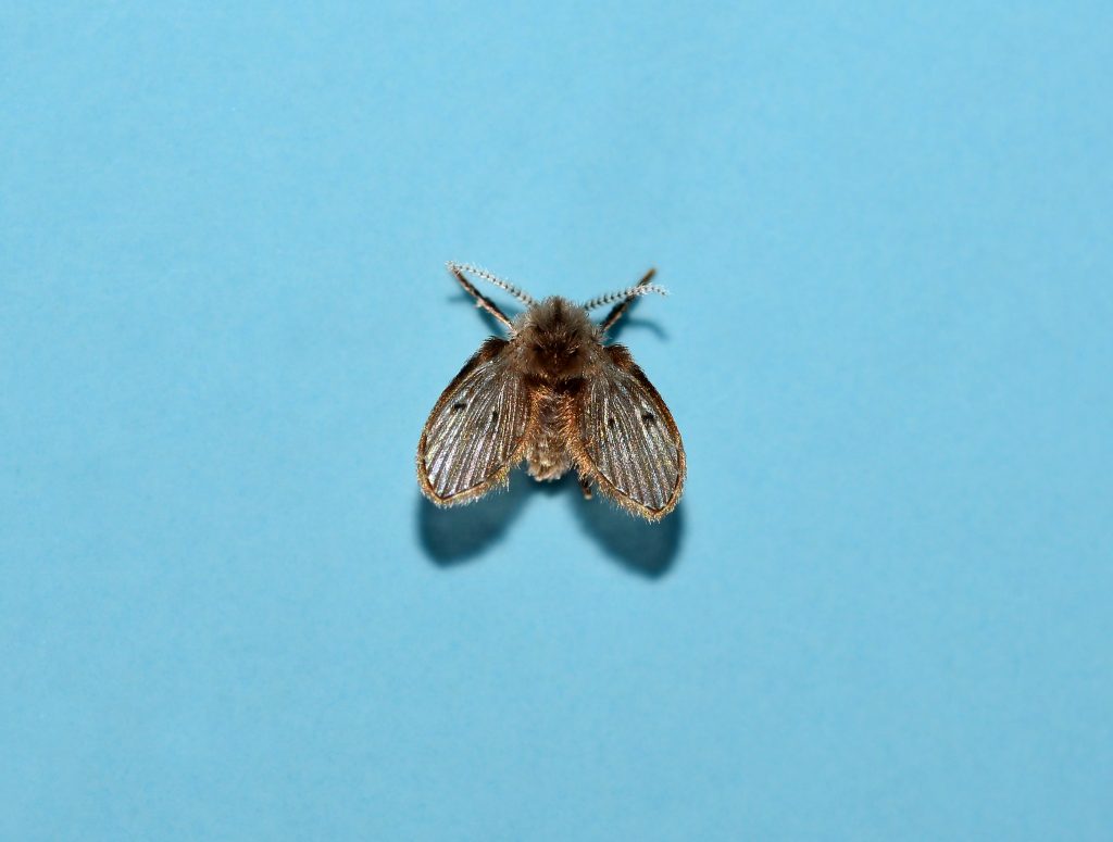 Shoo Fly - Ford's Hometown Services