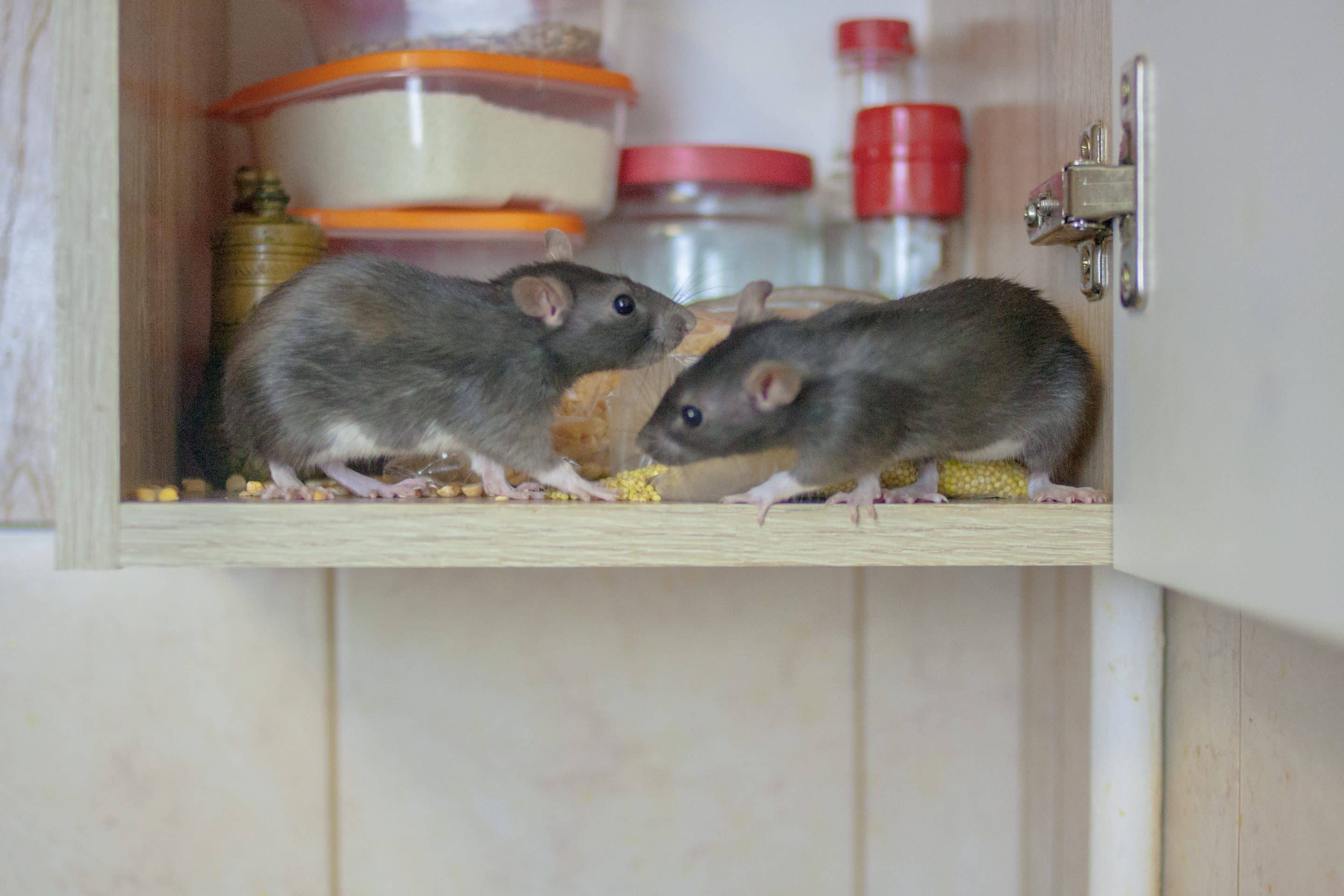 Mice & the Dangers They Cause When Multiplying Fast in Your Home - Ford ...