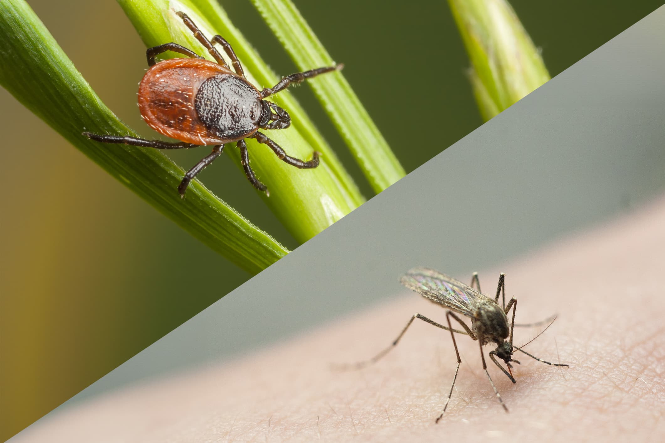 Tick and Mosquito Control for Lancaster MA - Ford's Hometown Services