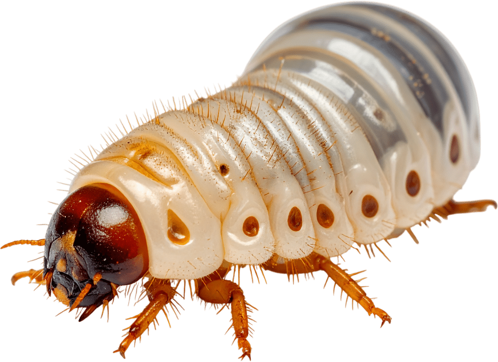 Pest Control & Wildlife Removal in Worcester MA | Ford's Hometown Services